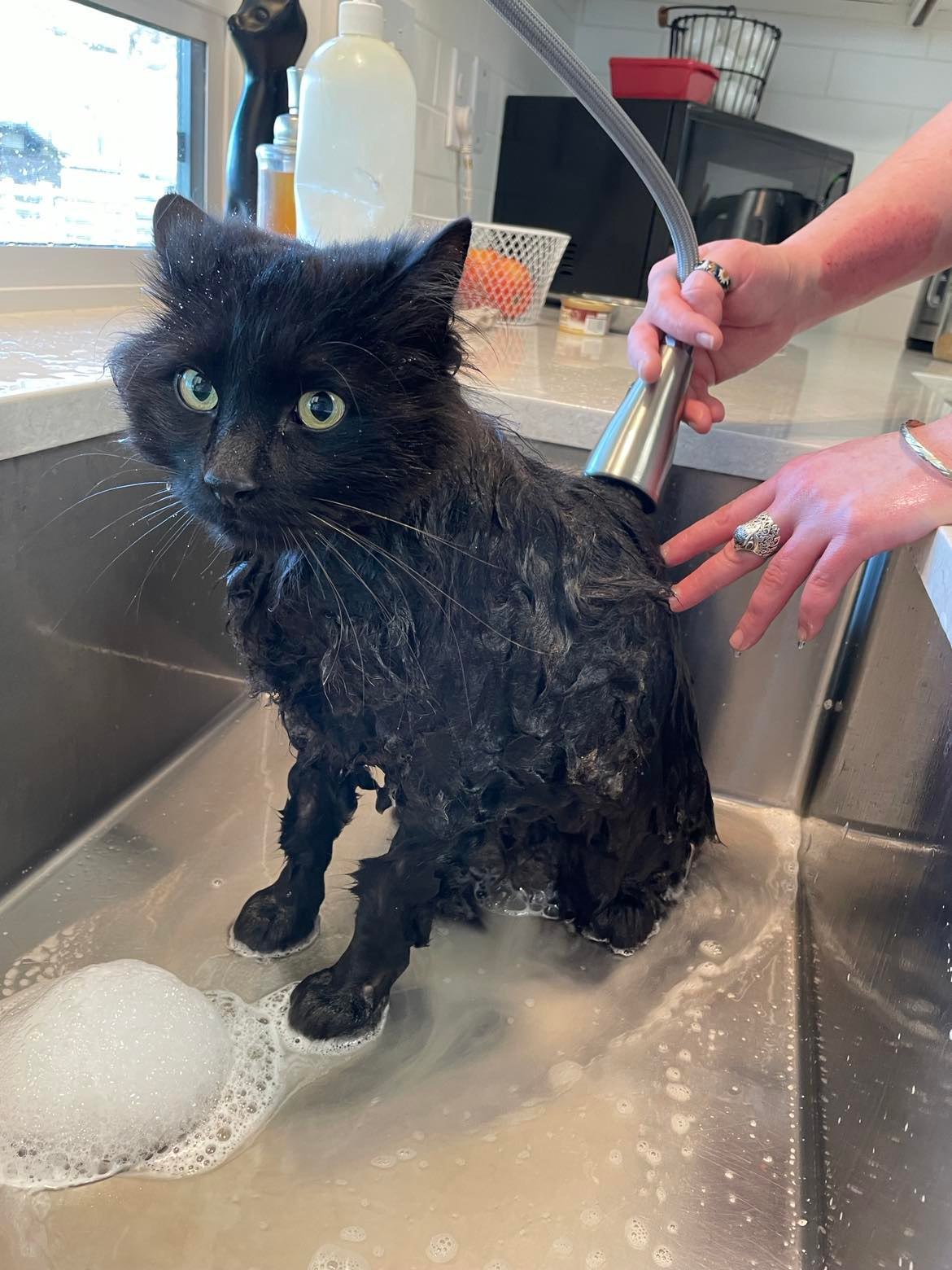 Flying Fur Cat Grooming | Healthy Cat Happy Cat